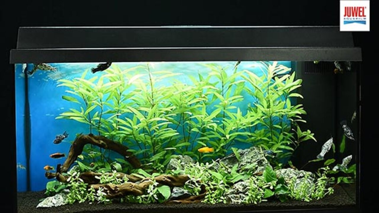 Primo 110 LED | JUWEL Aquarium